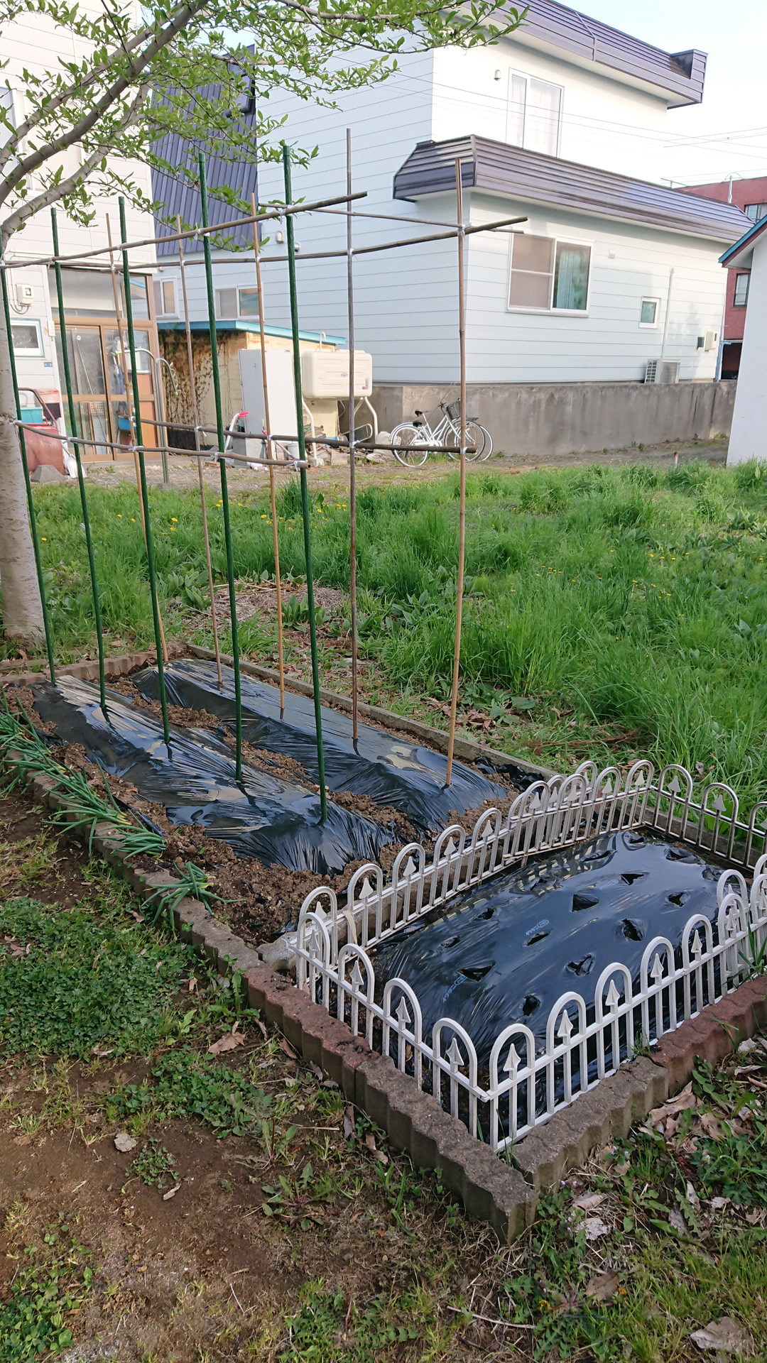 枝豆の種撒きと支柱立て: suzutake-blog